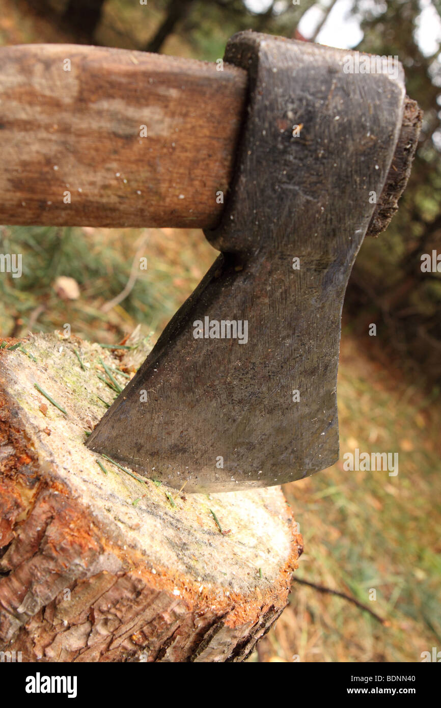 Axe blade and tree stump in wood woodland forest Stock Photo - Alamy