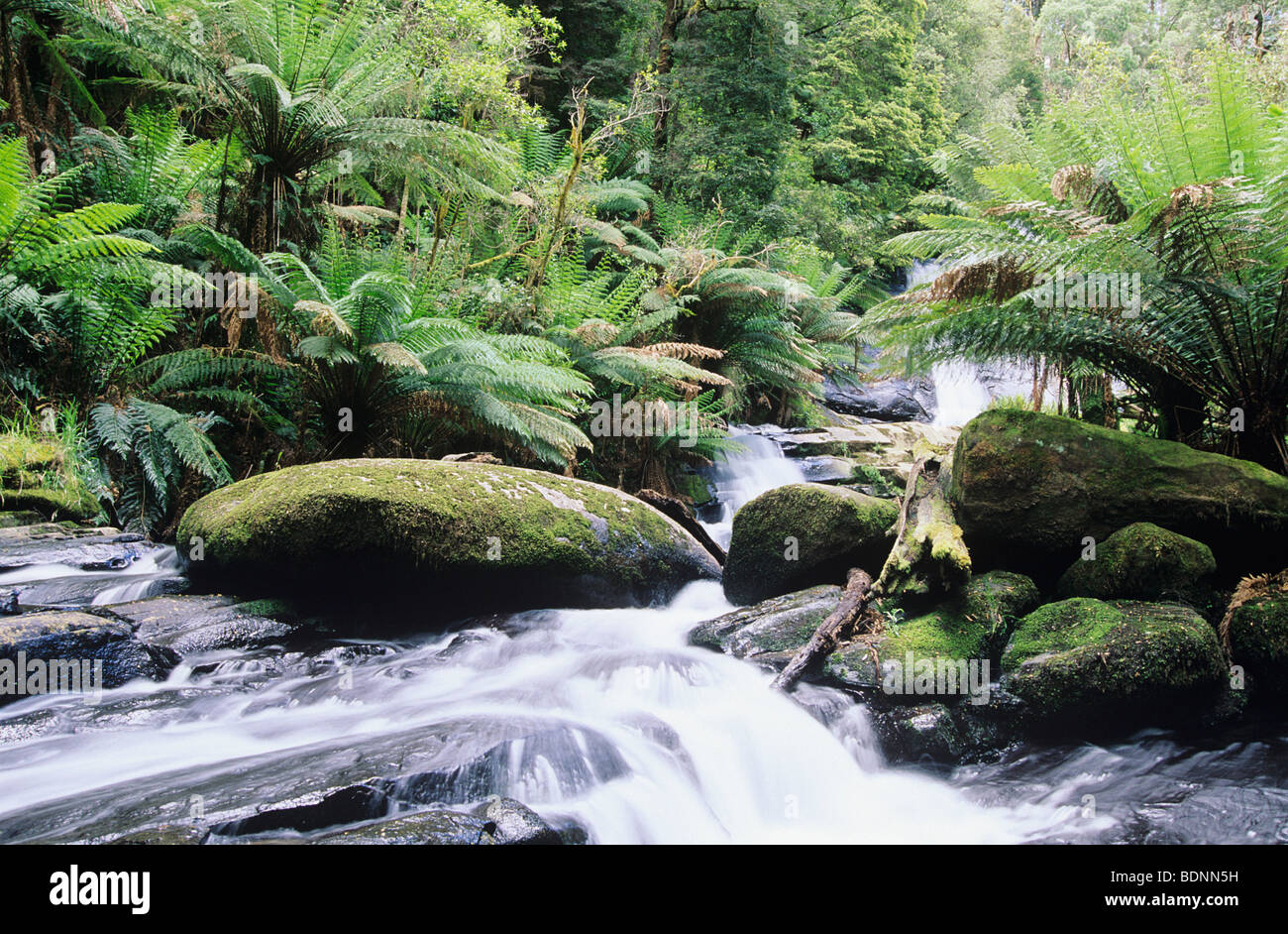 Australia, Queensland, stream in rainforest Stock Photo - Alamy