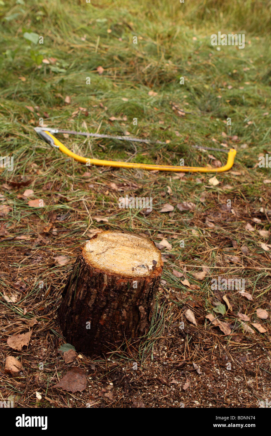 Pine fir tree stump with tree saw in forest Stock Photo - Alamy