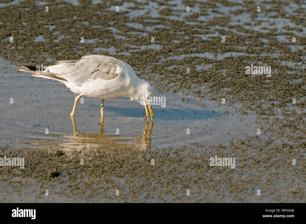 California Gull (Larus californicus) feeding on Alkali Flies (Ephydra ...