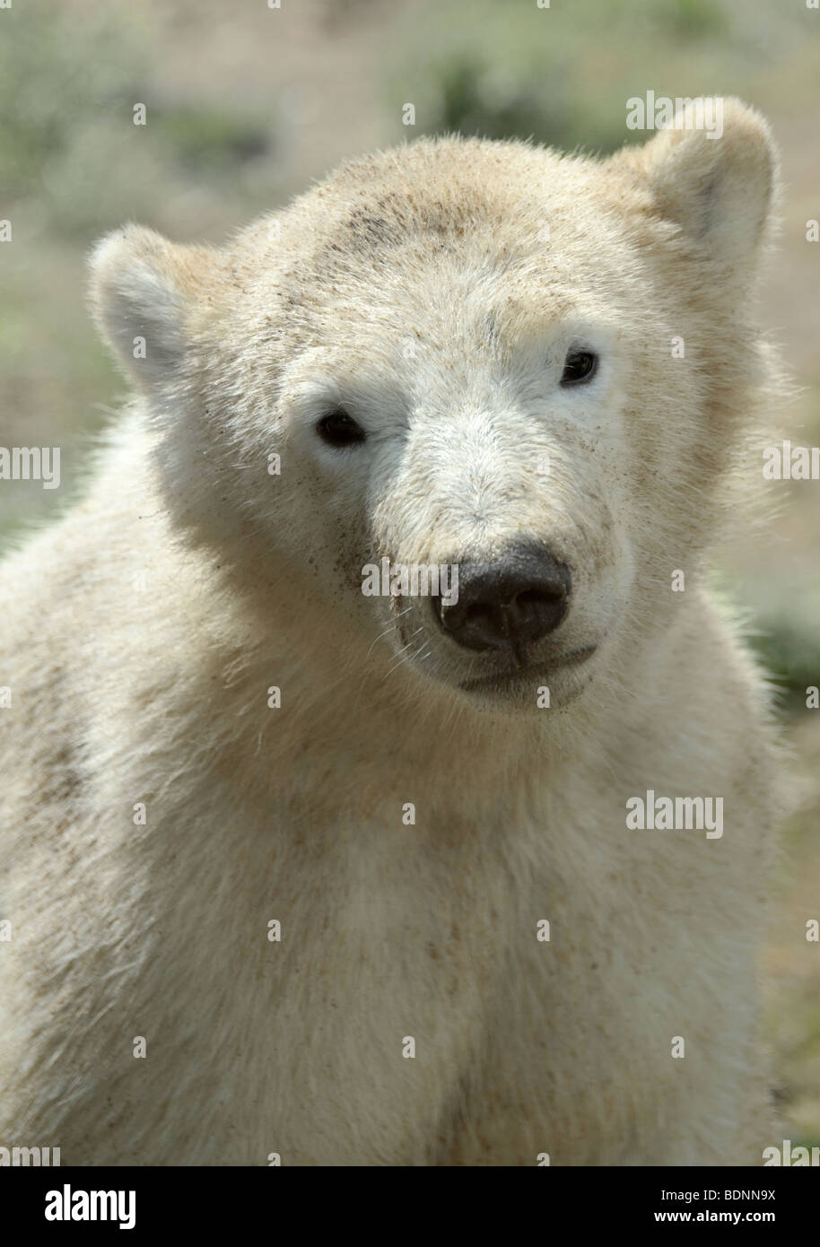 portrait of a cute polar bear cub Stock Photo - Alamy