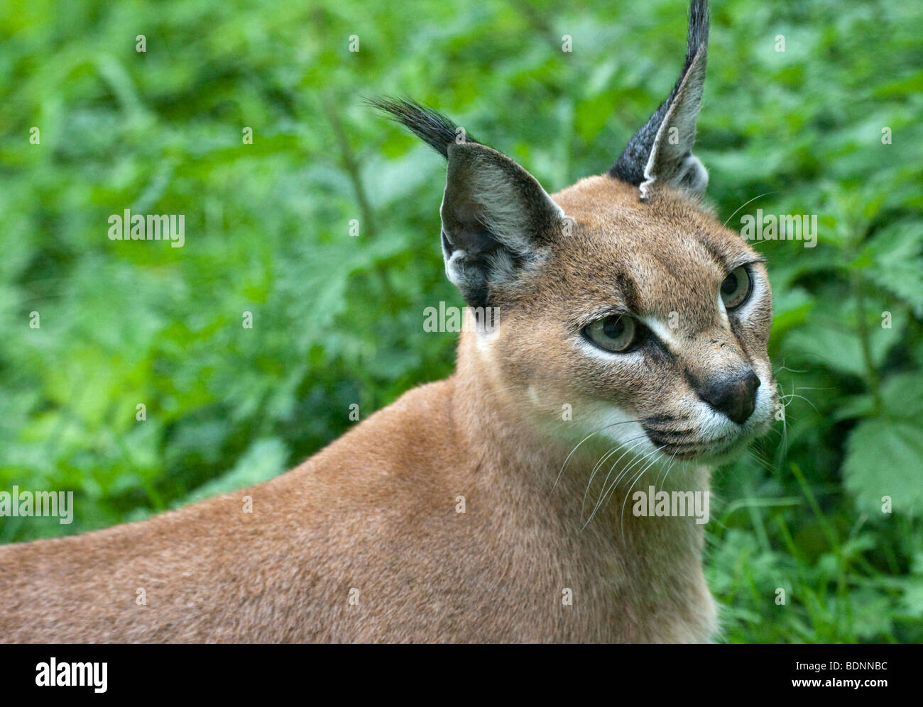Lynx tufts hi-res stock photography and images - Alamy