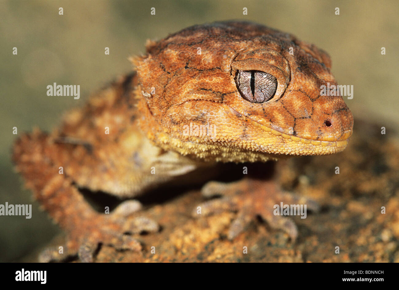 Australian gecko hi-res stock photography and images - Alamy