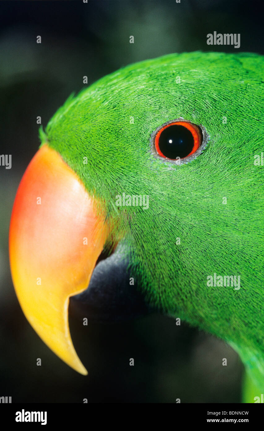 Parakeet close up hi-res stock photography and images - Alamy