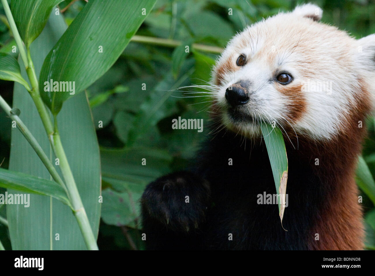 Red panda eating bamboo hi-res stock photography and images - Alamy