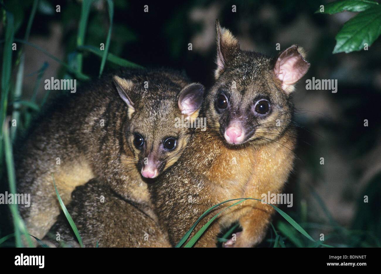Two Possoms in grass at night Stock Photo - Alamy