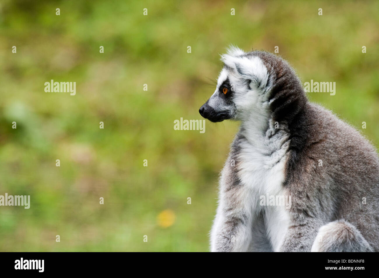 Portrait catta lemur close hi-res stock photography and images - Alamy
