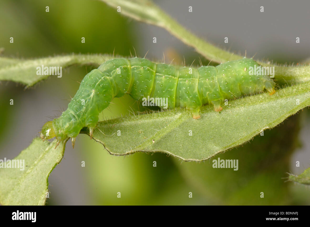 Silver Y moth Autographa gamma caterpillar & damage to a zonal ...