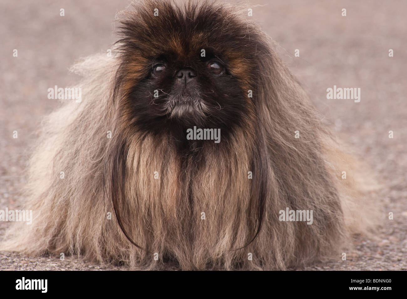 Is The Pekingese Legal In France