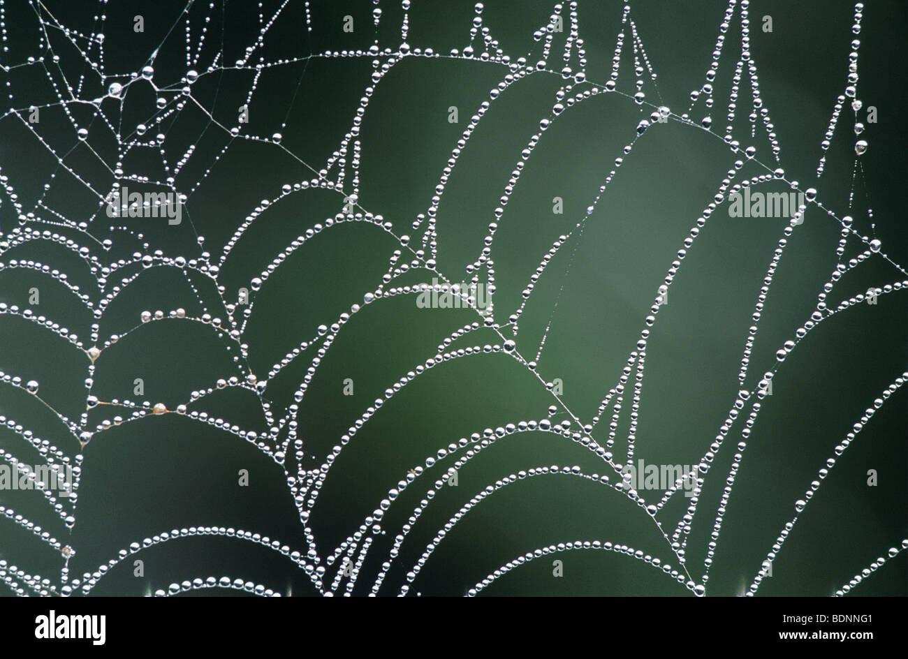 Dew covered spiders web Stock Photo - Alamy