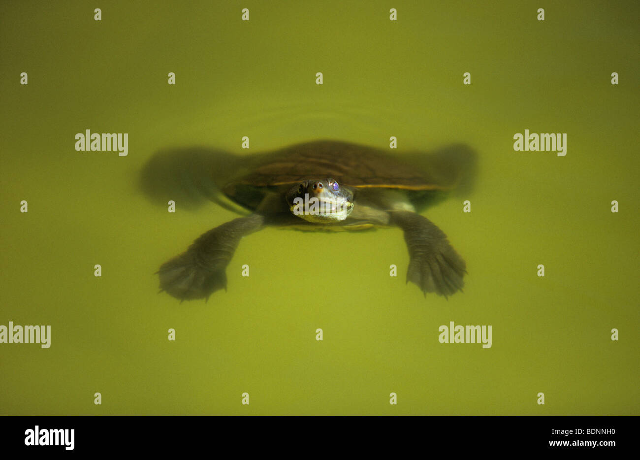 Turtle floating in pond Stock Photo - Alamy