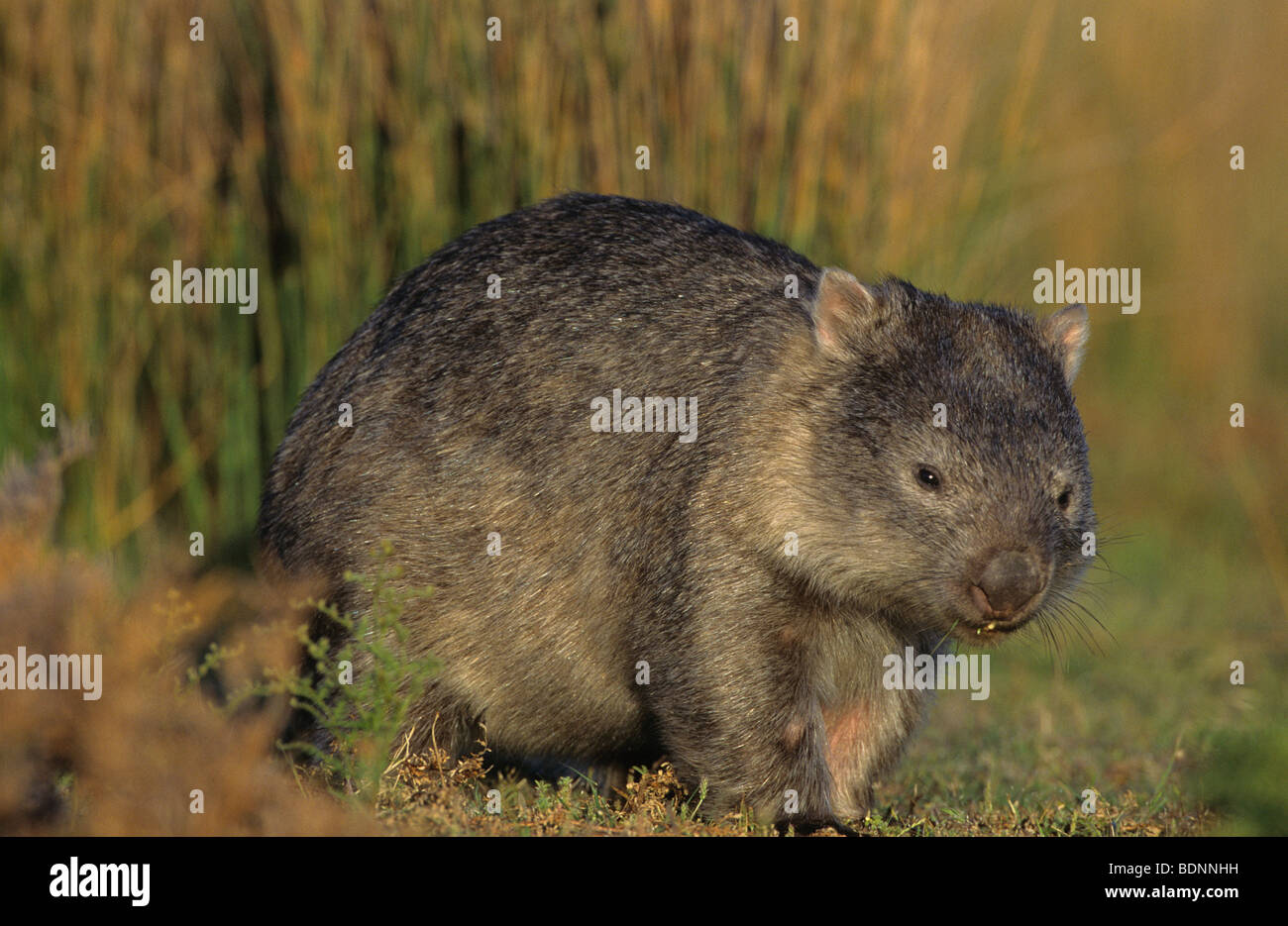 Wombat in field Stock Photo - Alamy