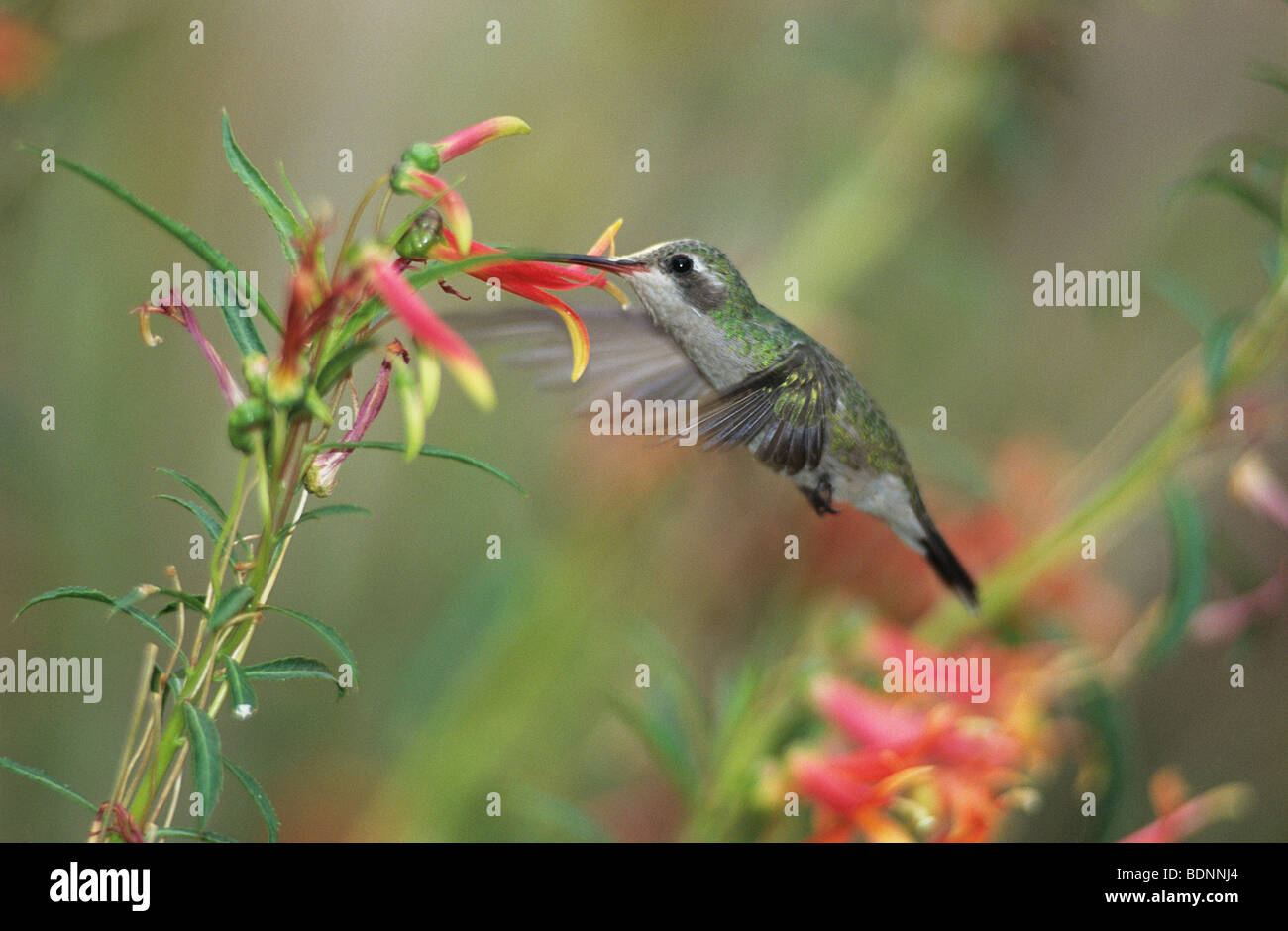 Humming bird feeding from flower Stock Photo - Alamy