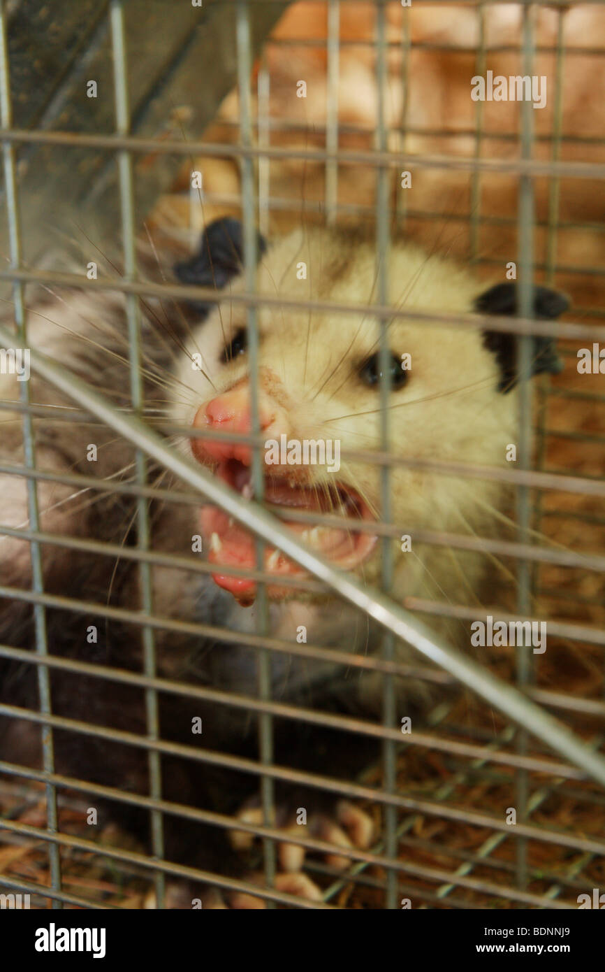 POSSUM SHOWING TEETH CAPTURED INSIDE HAV-A-HART ANIMAL CONTROL CAGE ...