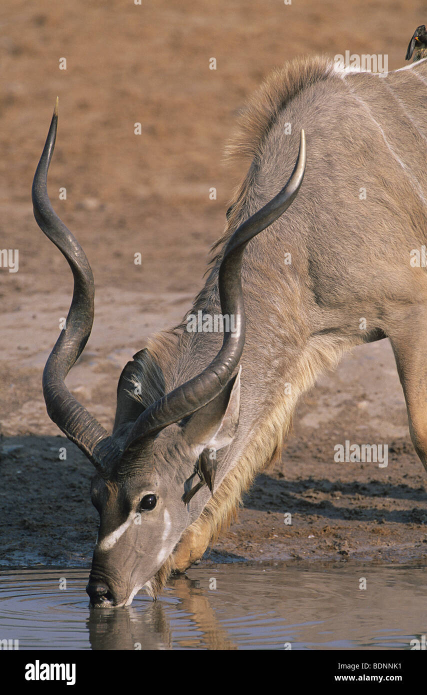 Antelope drinking from pond Stock Photo - Alamy