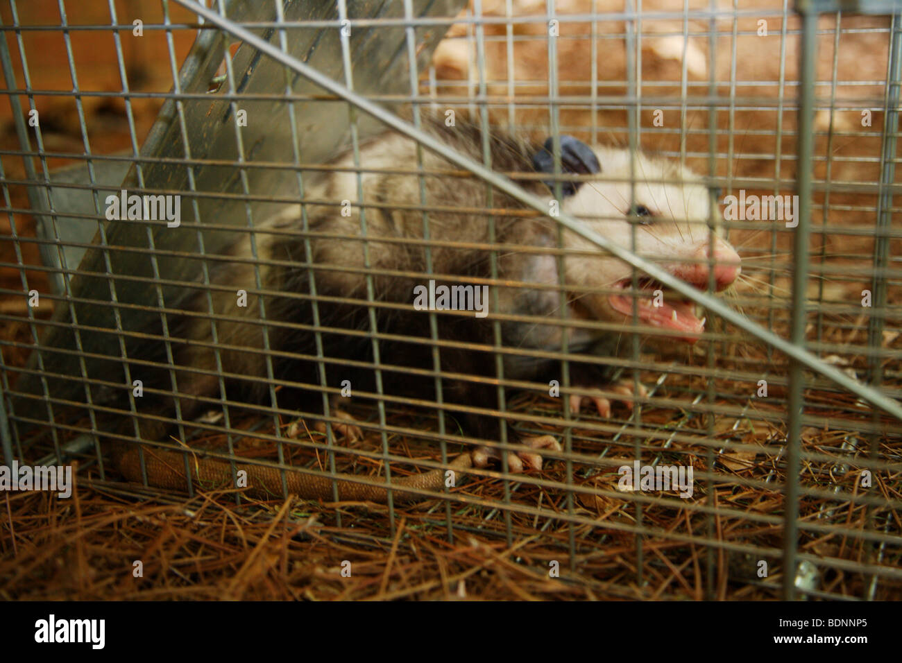 Trapped possum hi-res stock photography and images - Alamy