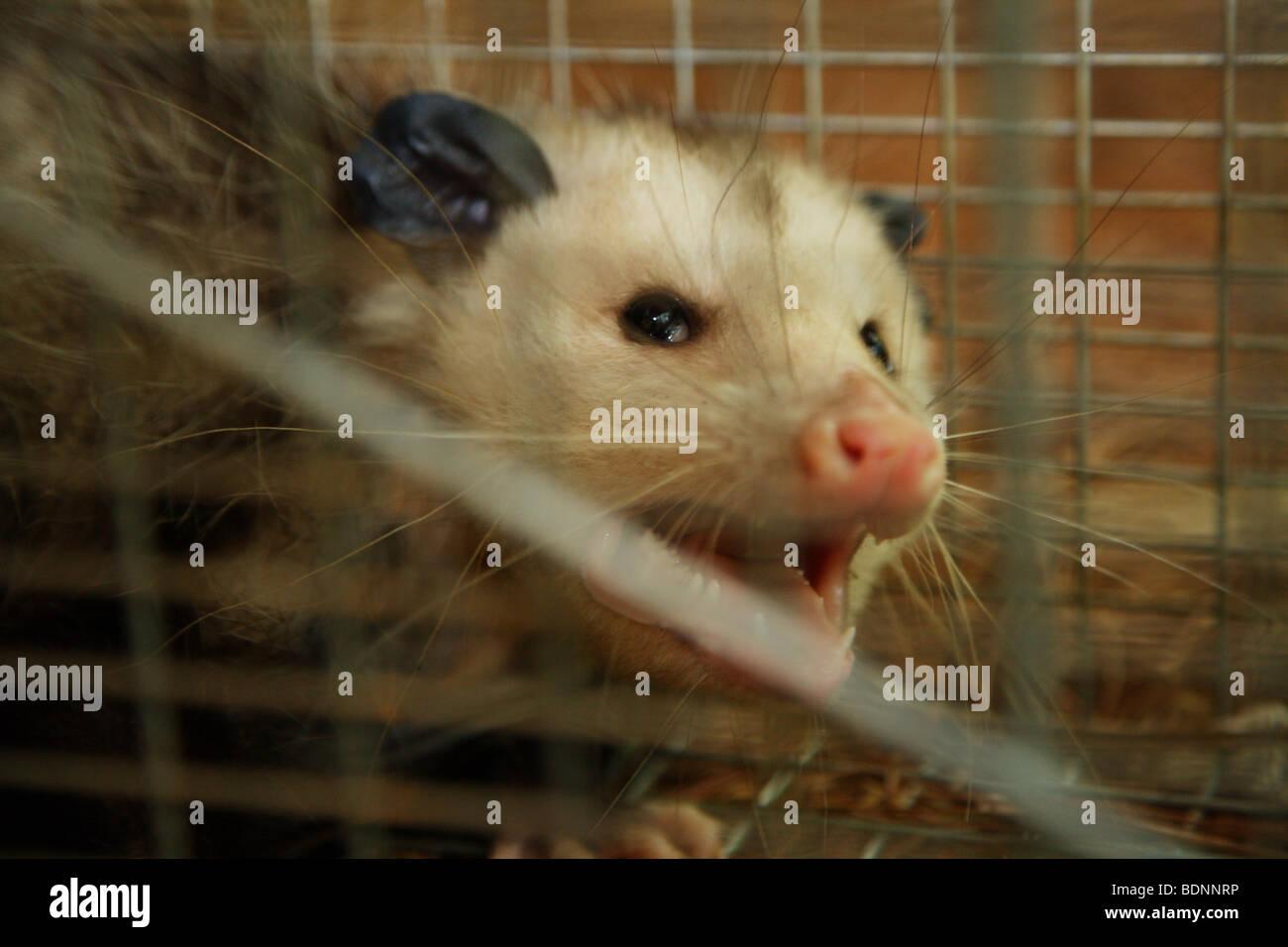 Trapped possum hi-res stock photography and images - Alamy