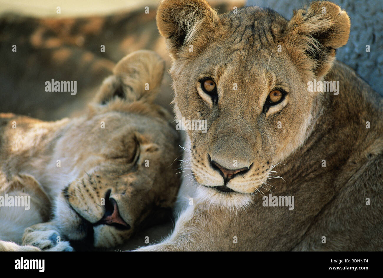 Two Lions resting, close-up Stock Photo - Alamy