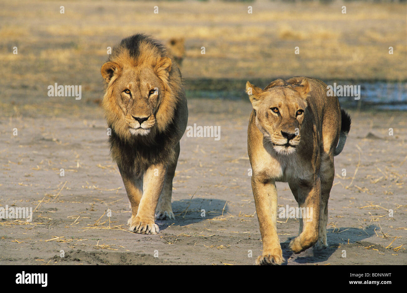 Pair of Lions walking on savannah Stock Photo - Alamy