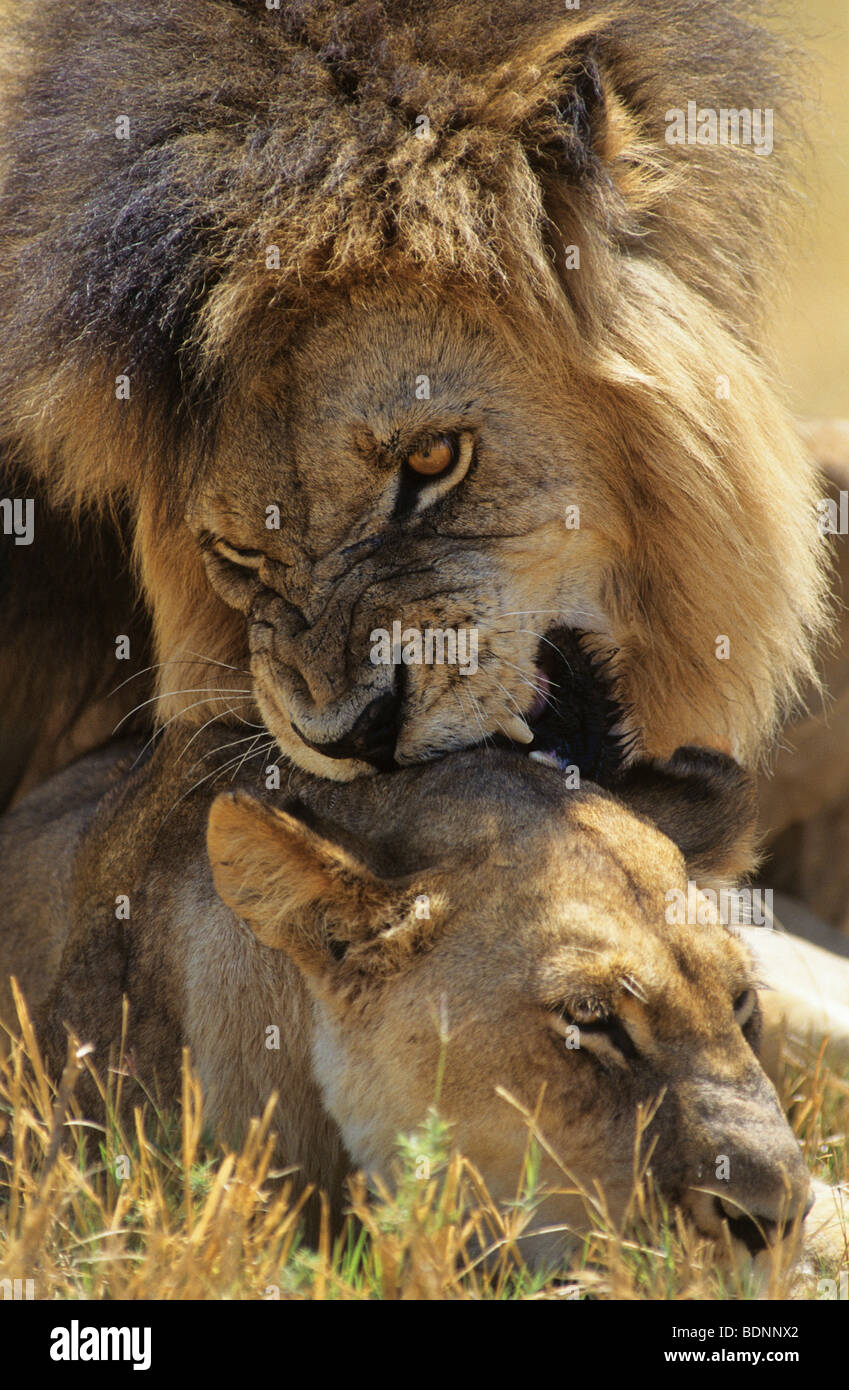 Male Lion biting Lioness on savannah Stock Photo - Alamy