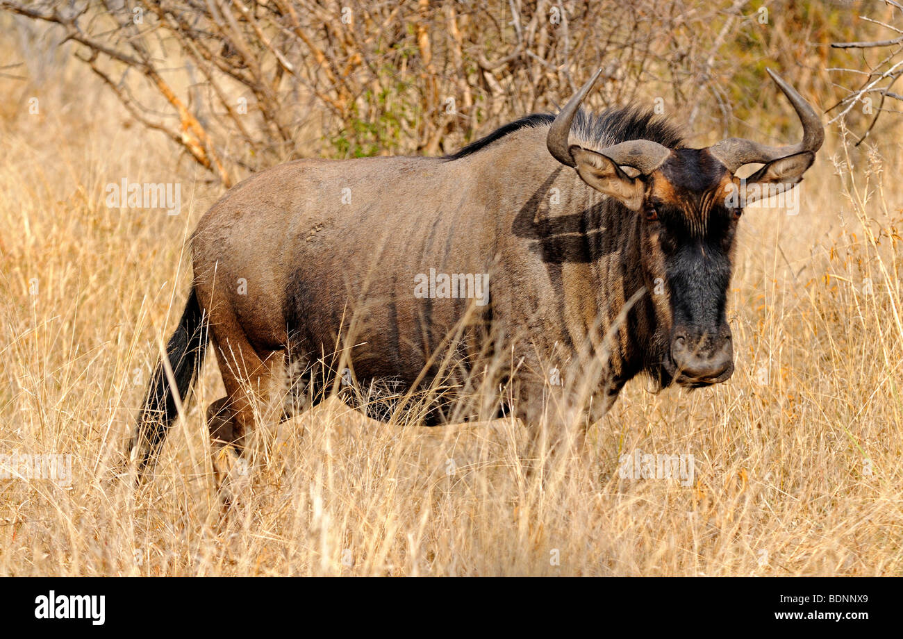 African savanna grass hi-res stock photography and images - Alamy