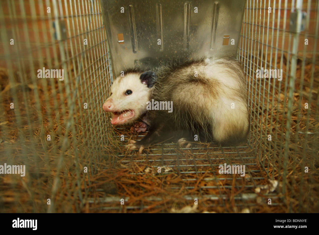 POSSUM SHOWING TEETH CAPTURED INSIDE HAV-A-HART ANIMAL CONTROL CAGE ...