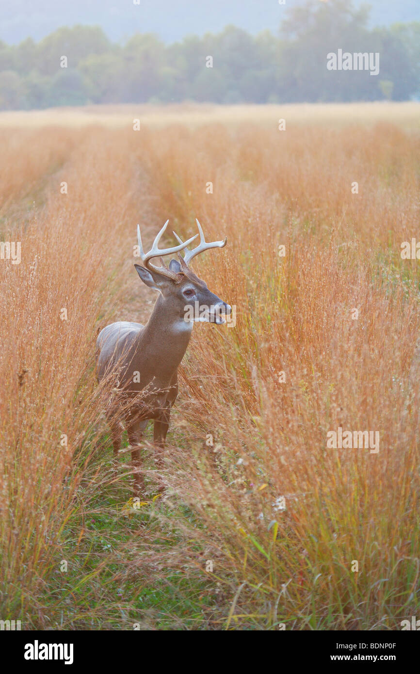 White-tailed buck in a field of tall grass during sunset. Cades Cove ...