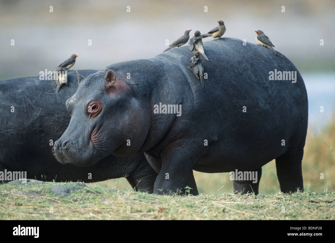 Bird hippopotamus hi-res stock photography and images - Alamy