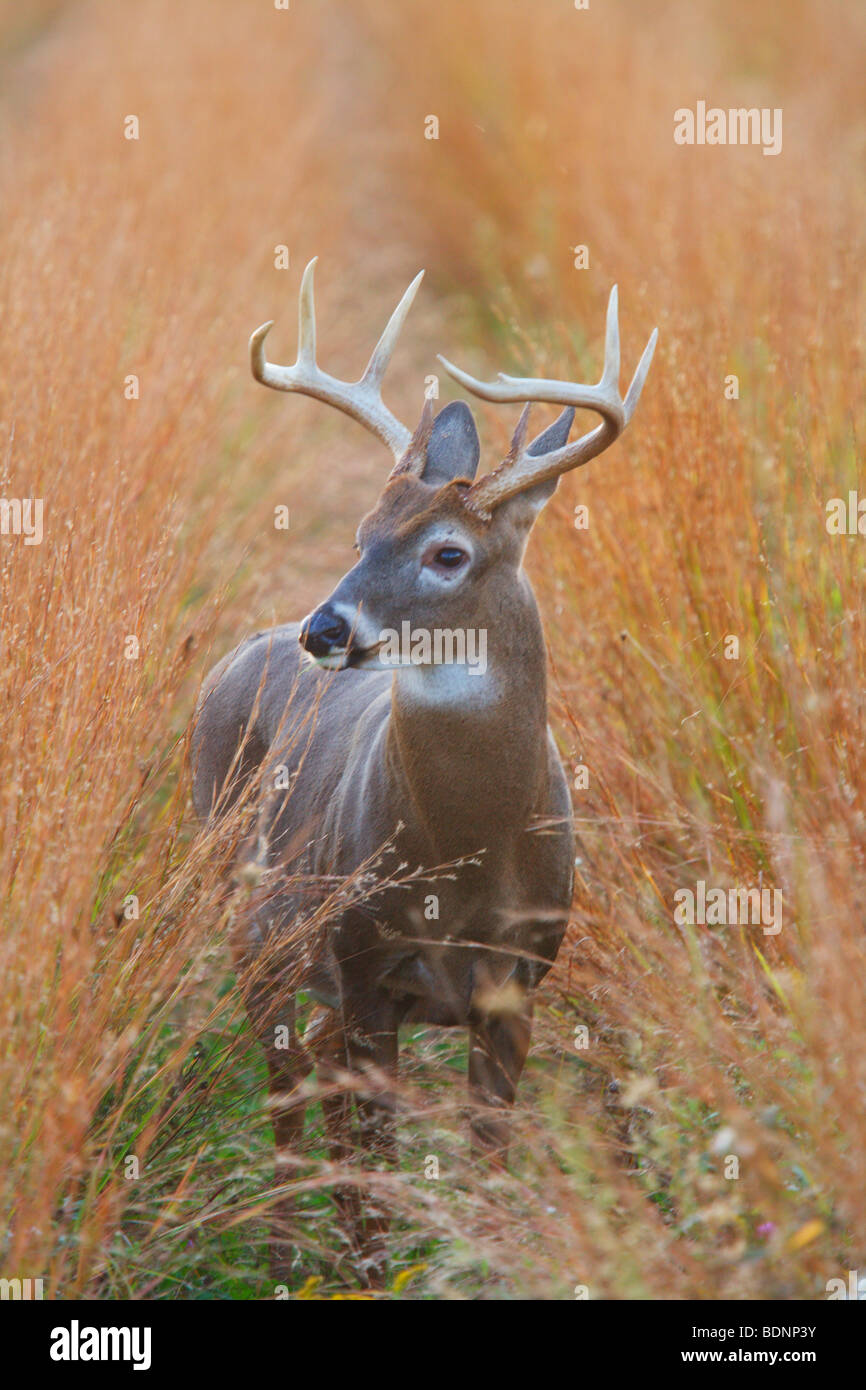 White-tailed buck in a field of tall grass during sunset. Cades Cove ...