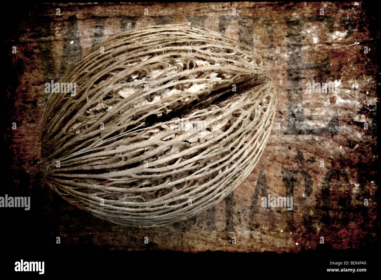 A seed pod photographed against wood. Textures added in photoshop ...