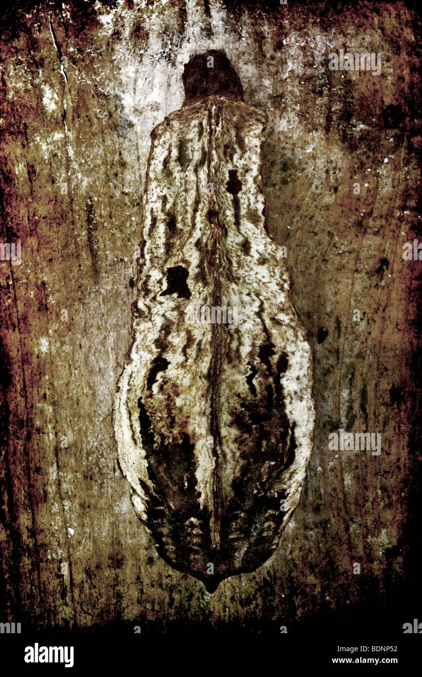 A seed pod photographed against wood. Textures added in photoshop ...