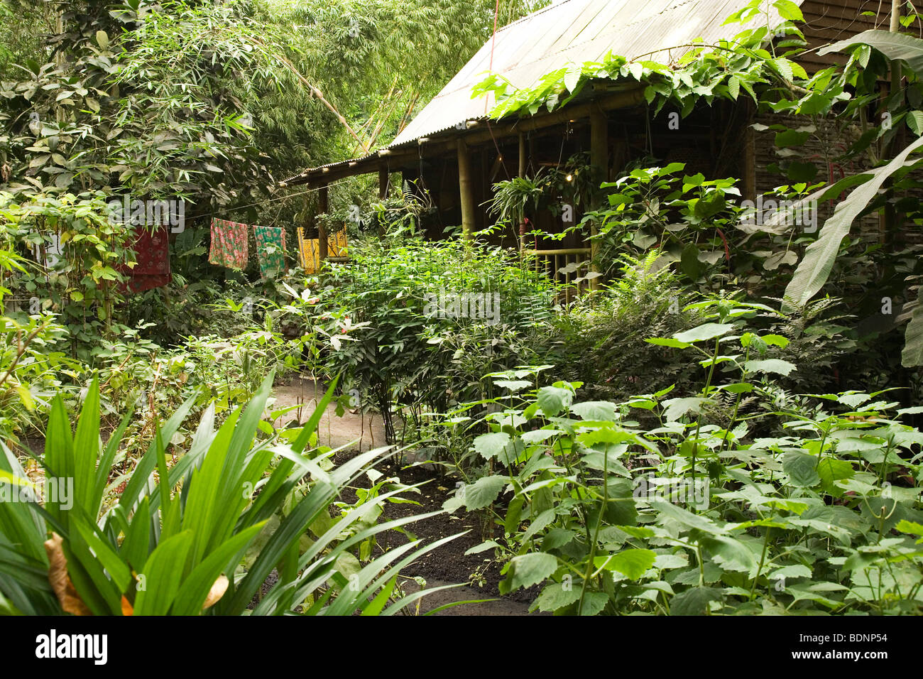 Jungle hut display at Eden project St Austell Cornwall England Stock ...