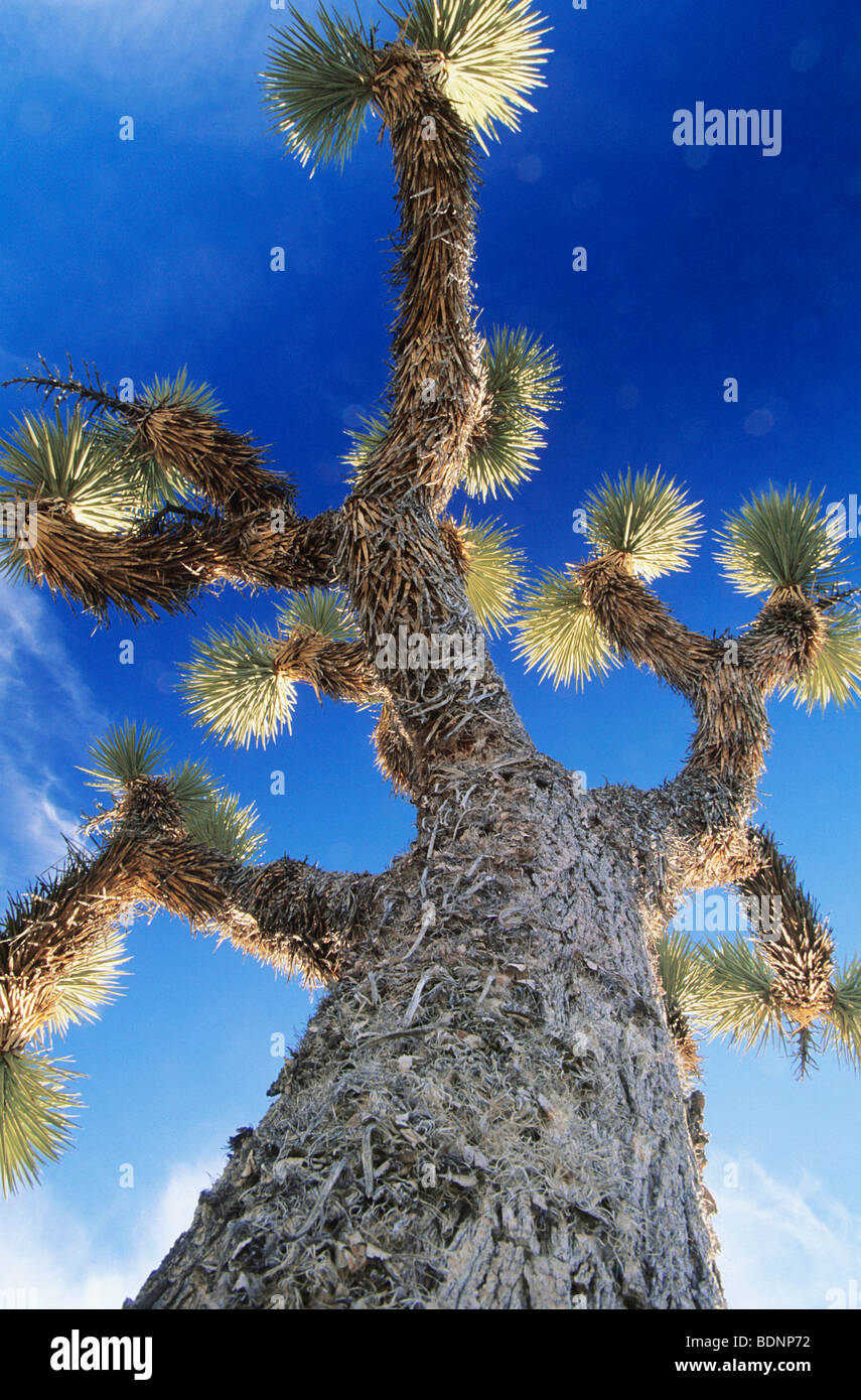 Prickly tree, low angle view Stock Photo - Alamy