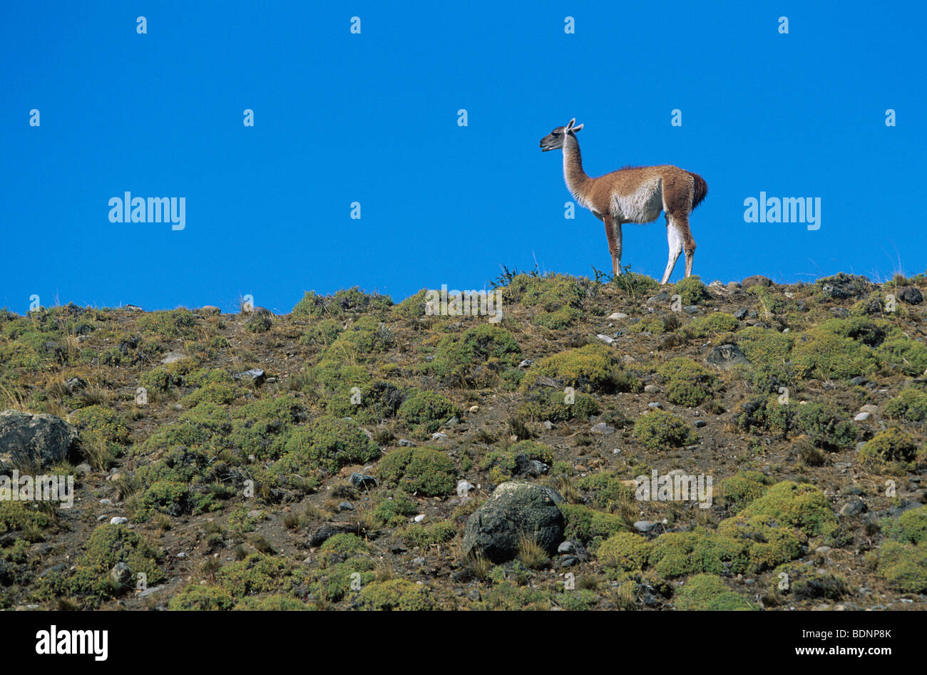 Llama standing on hillside Stock Photo - Alamy
