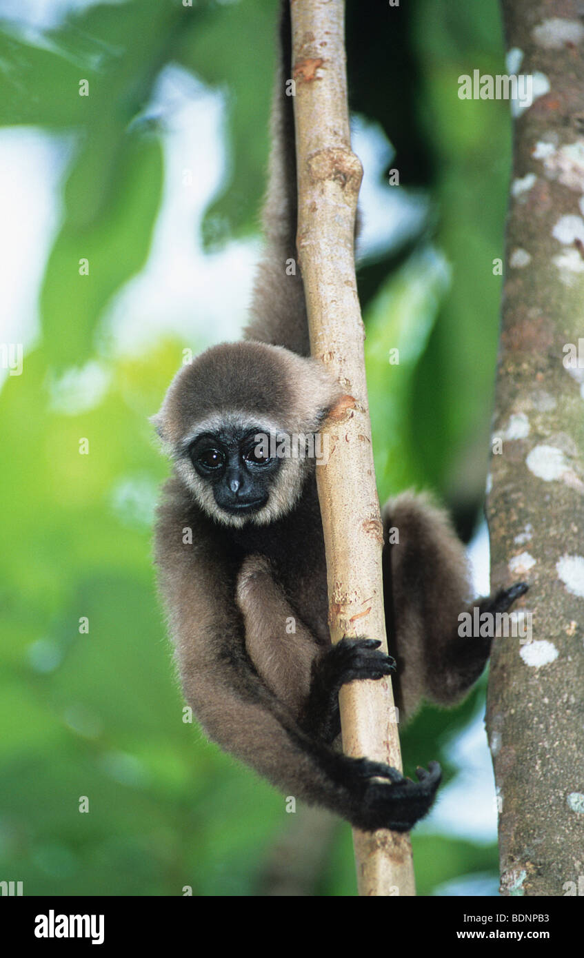 Young Squirrel Monkey climbing tree Stock Photo - Alamy