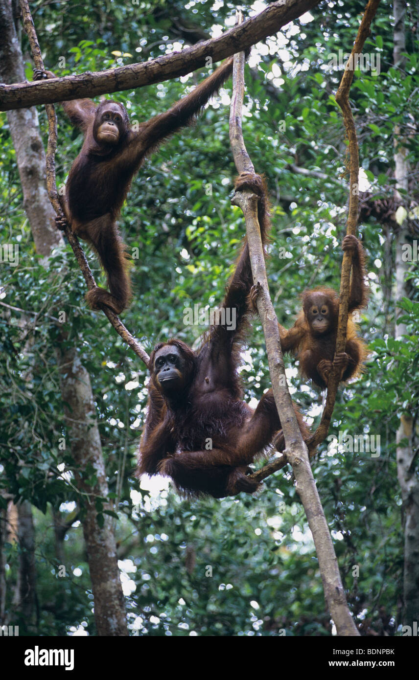 Three Orangutans hanging in trees Stock Photo - Alamy