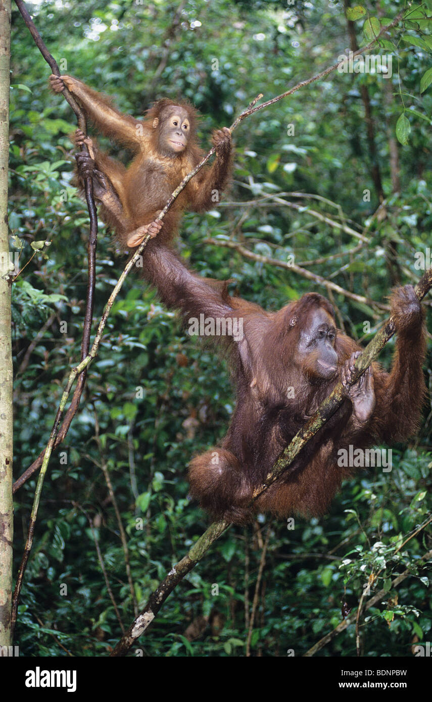 Two Orangutans hanging in trees Stock Photo - Alamy