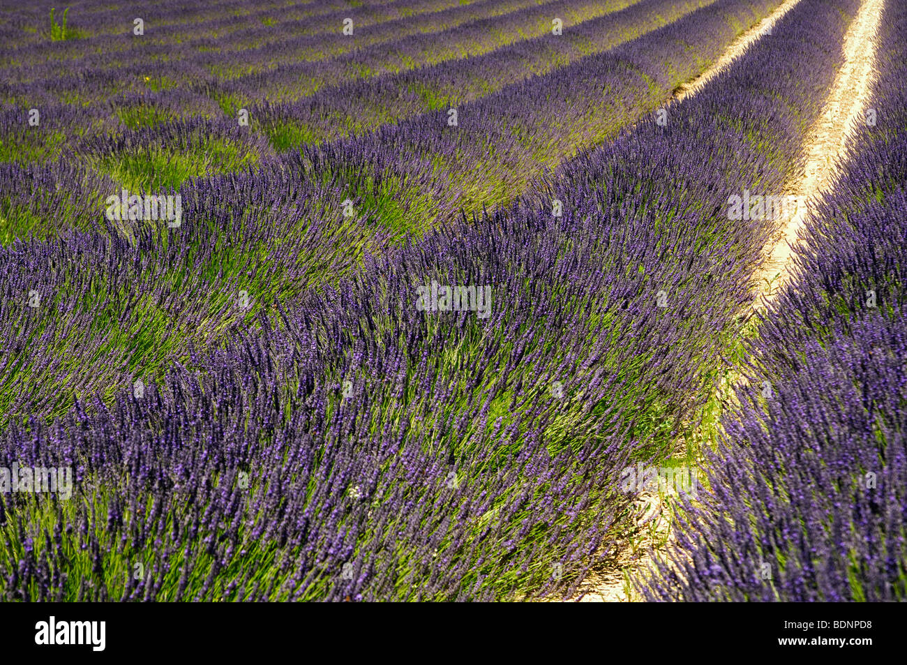Cultivation of Lavender (Lavandula angustifolia), Provence, France ...