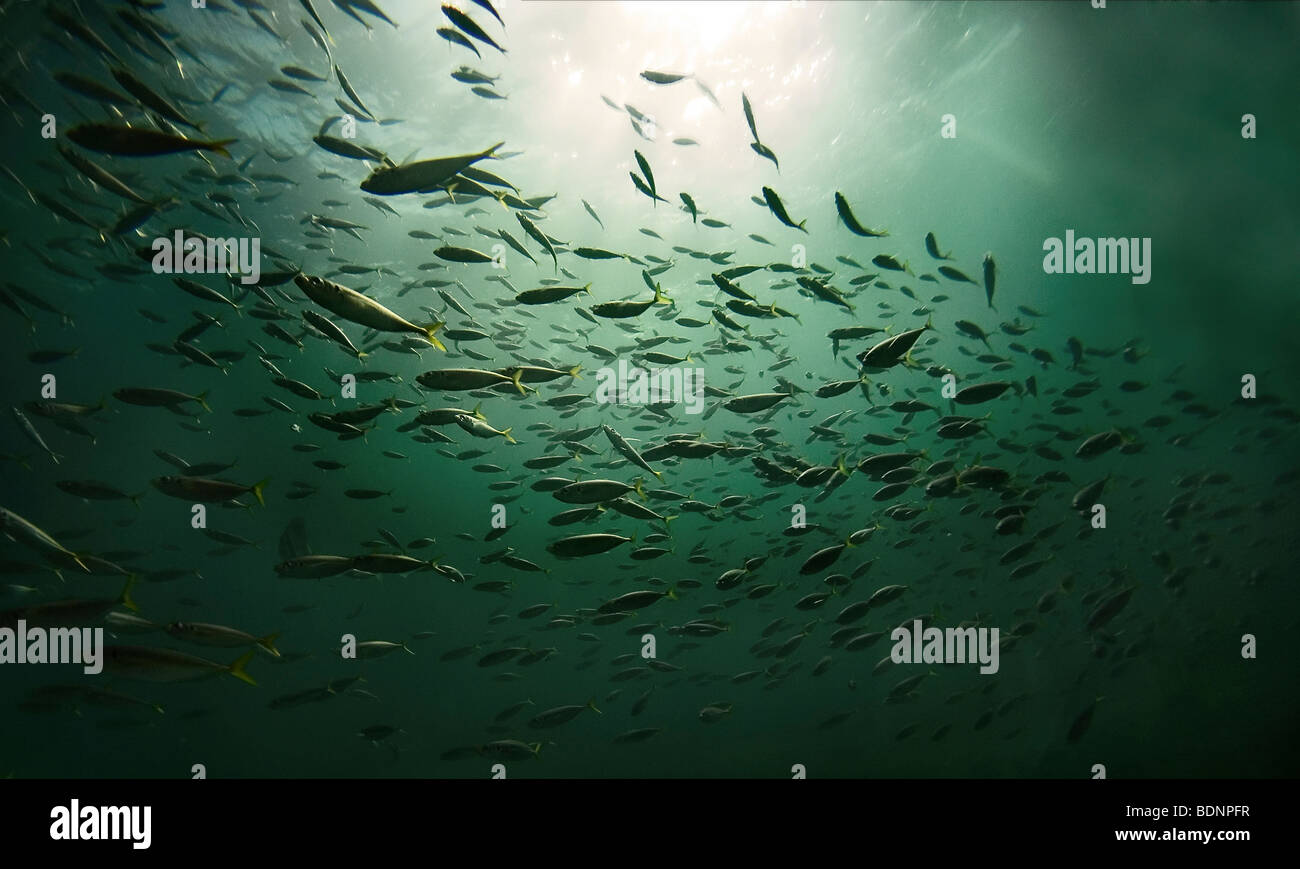 Underwater shot of a shoal of fish Stock Photo - Alamy