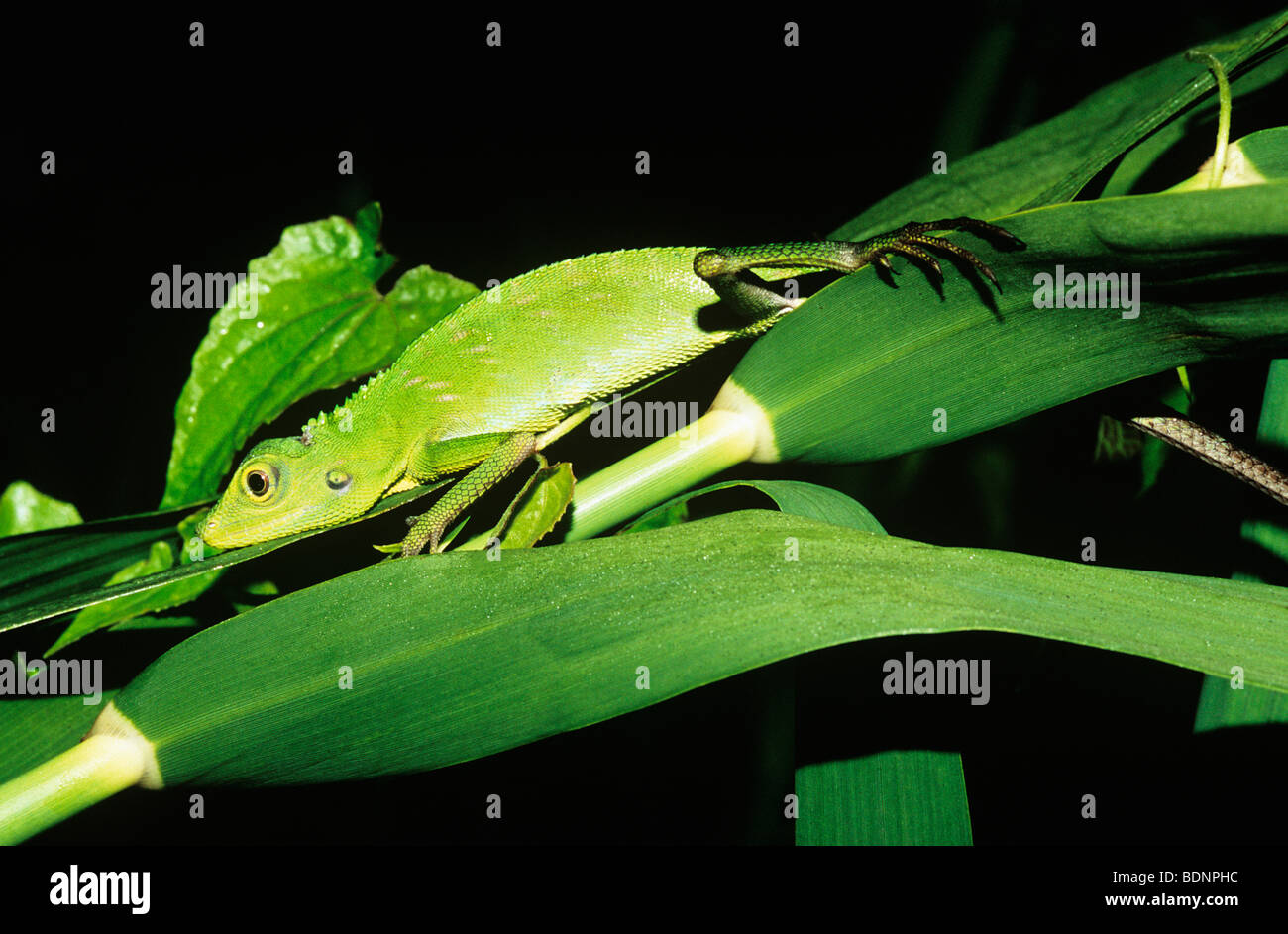 Green lizard among leaves Stock Photo - Alamy