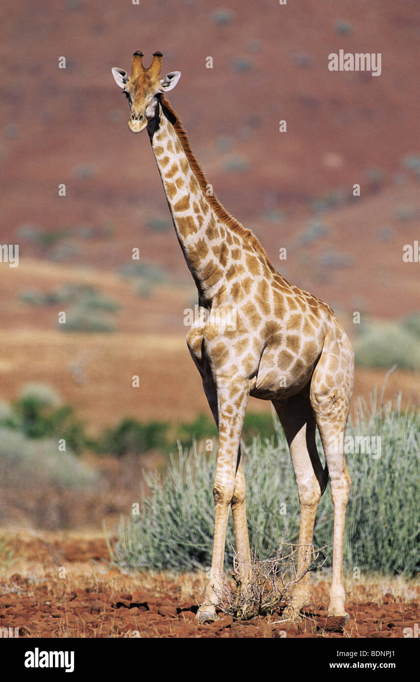 Maasai Giraffe (Giraffa Camelopardalus) on savannah Stock Photo - Alamy