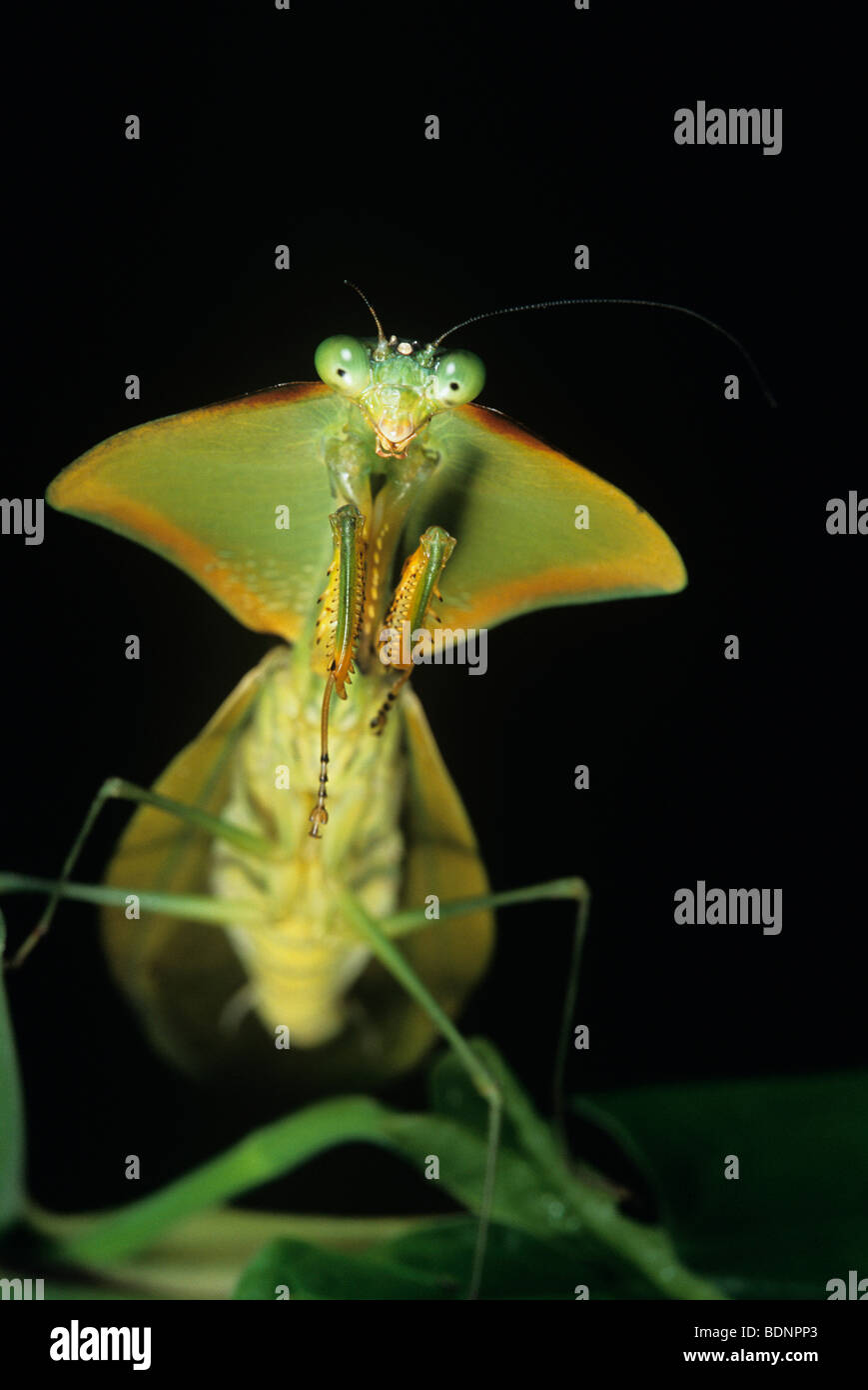 Praying Mantis, close-up Stock Photo - Alamy