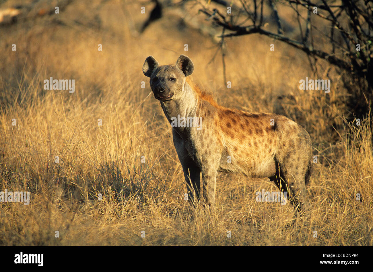 Spotted Hyena (Crocuta Cocuta), standing on savannah Stock Photo - Alamy