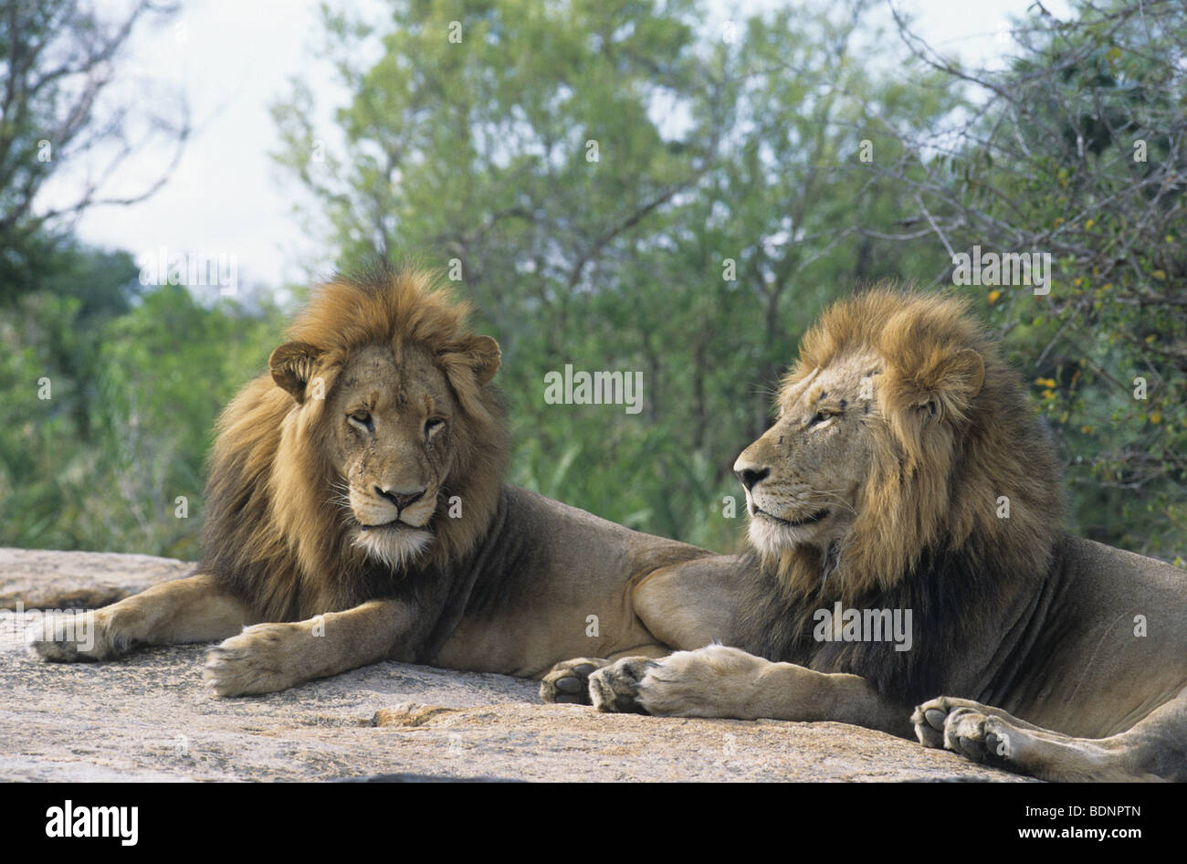 Two male Lions lying on rock Stock Photo - Alamy