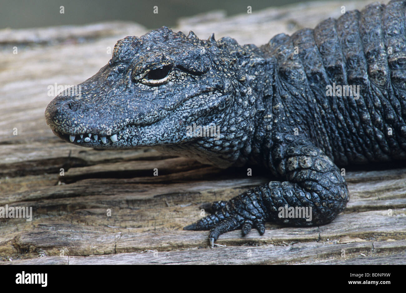 Alligator length hi-res stock photography and images - Alamy