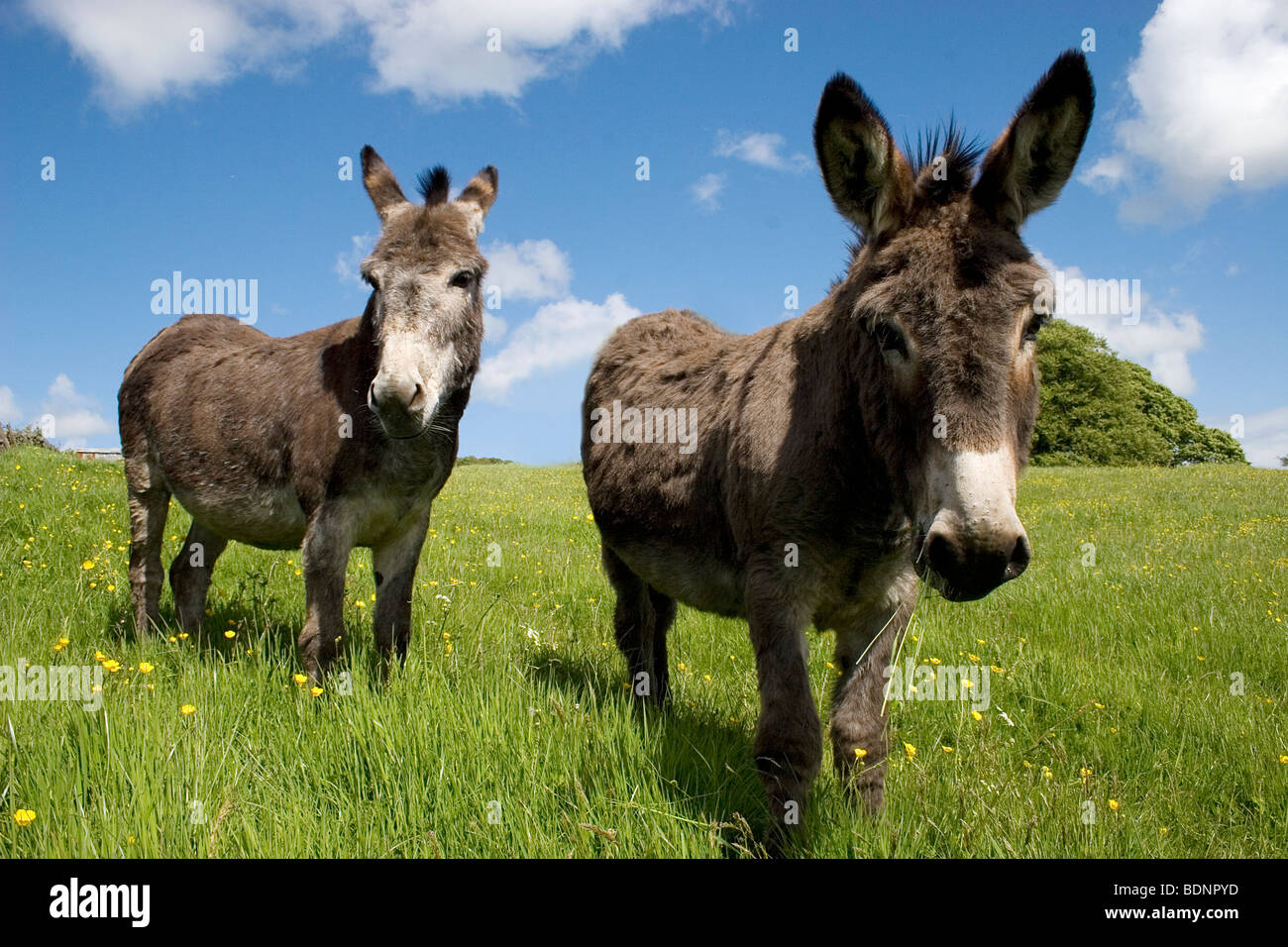 pair of donkeys in field (Moniaive, Dumfries & Galloway, Scotland Stock ...