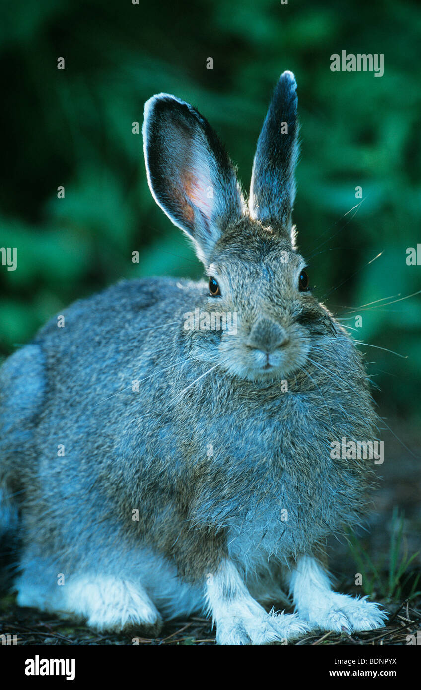 Hare sitting outdoors Stock Photo - Alamy