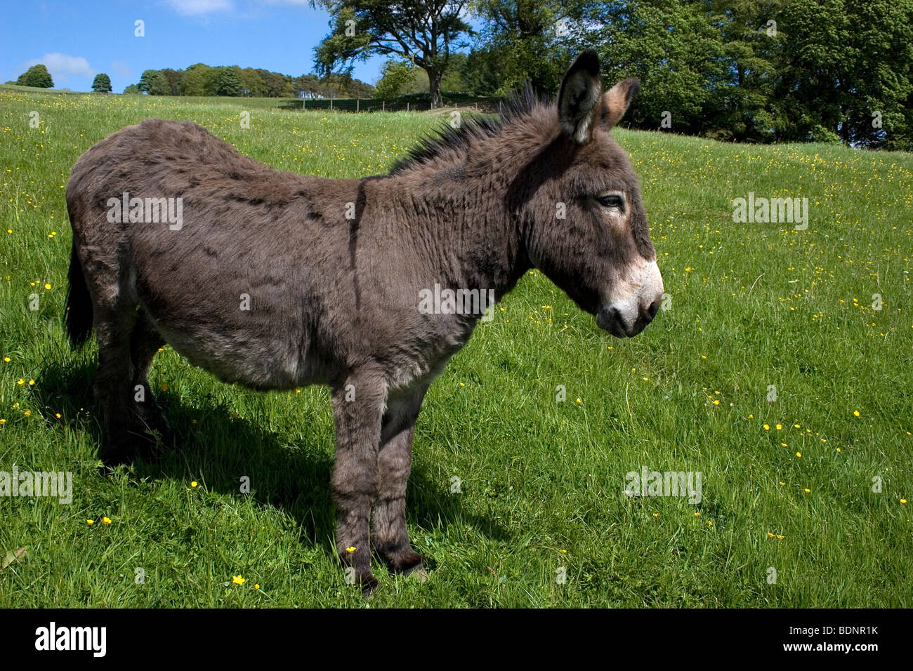donkey in field (Moniaive, Dumfries & Galloway, Scotland Stock Photo ...