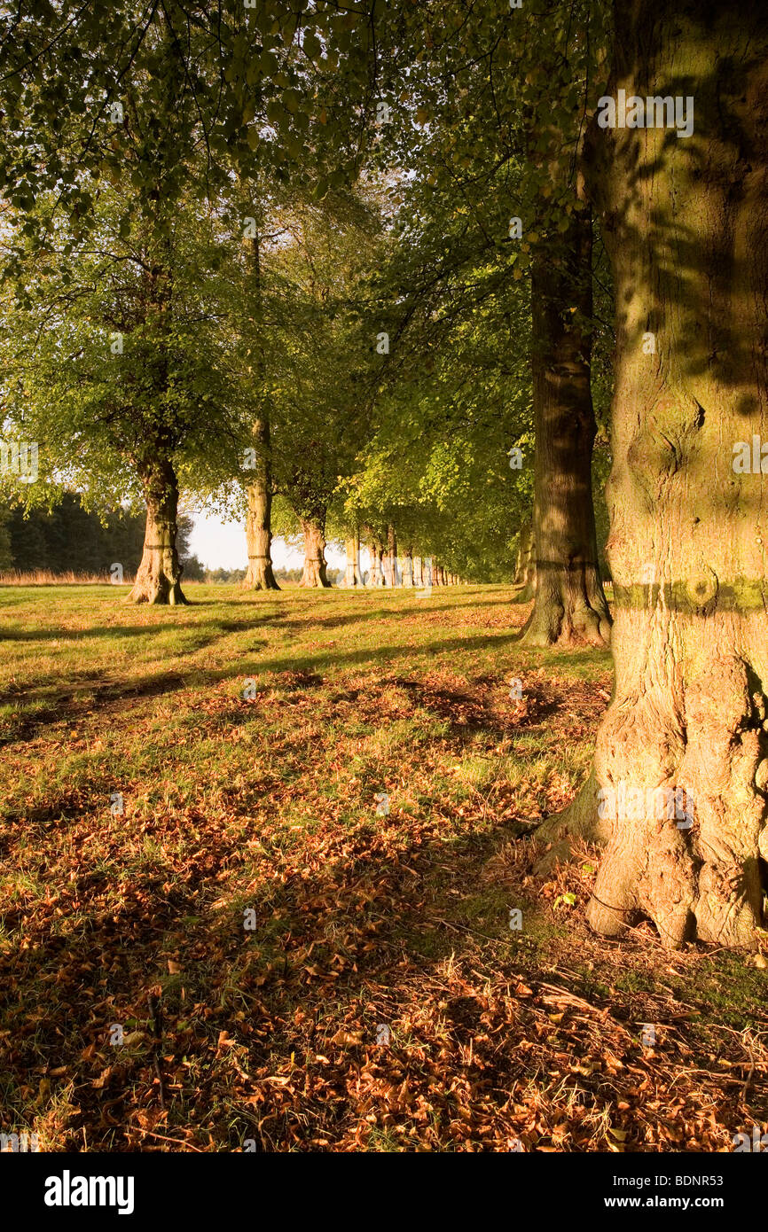 Autumn fall colours on leaves and trees in parkland Stock Photo - Alamy