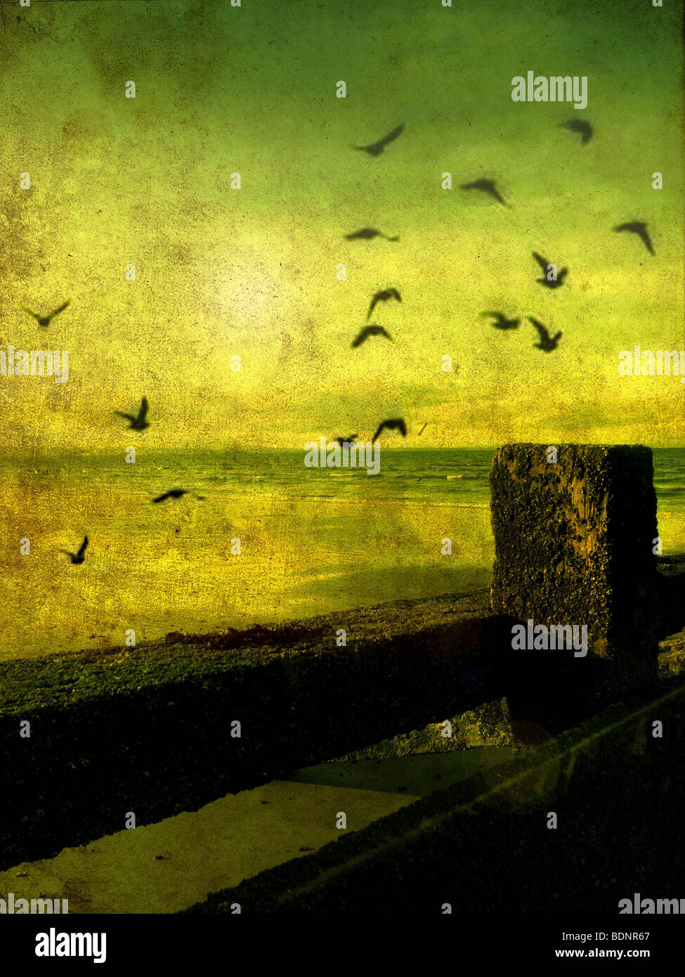 Birds flying at beach hi-res stock photography and images - Alamy